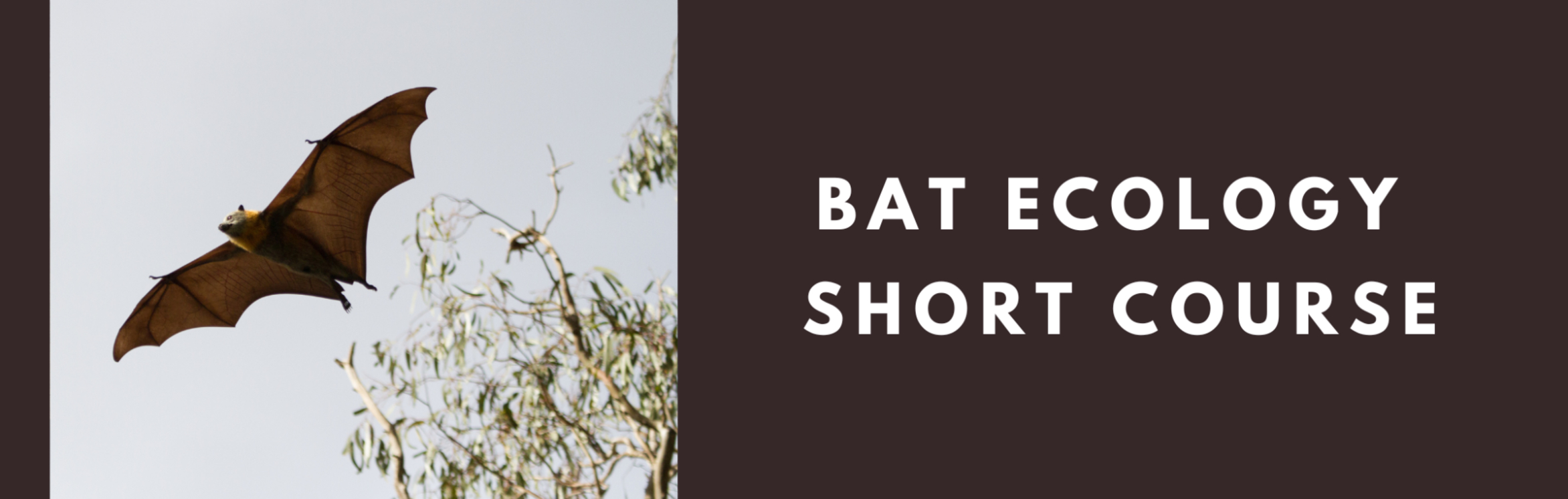 BOOK YOUR TICKETS HERE – Bat Ecology Short Course – Talgarth Car Park