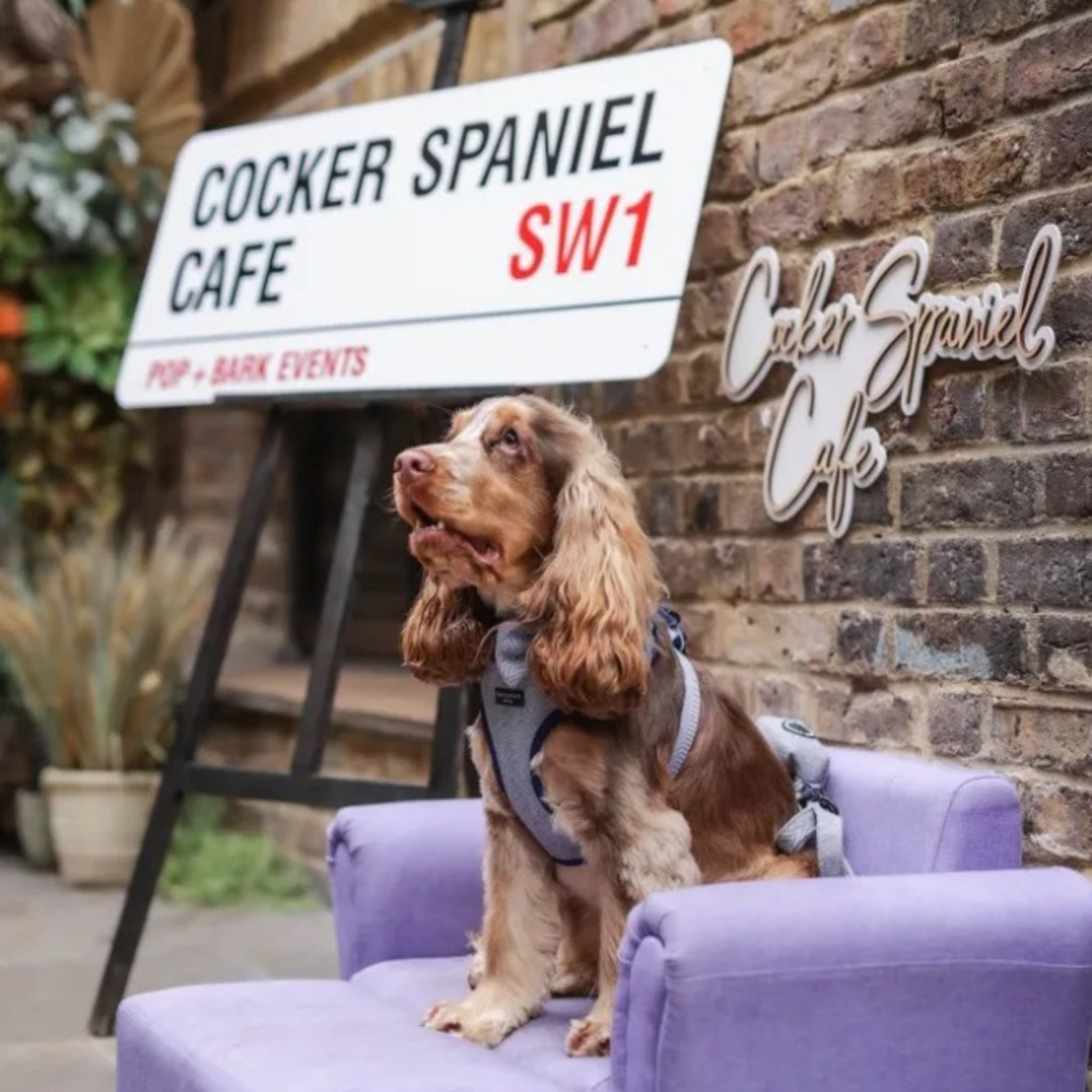 BUY TICKETS NOW – Cocker Spaniel Cafe - Kent – The Manor House