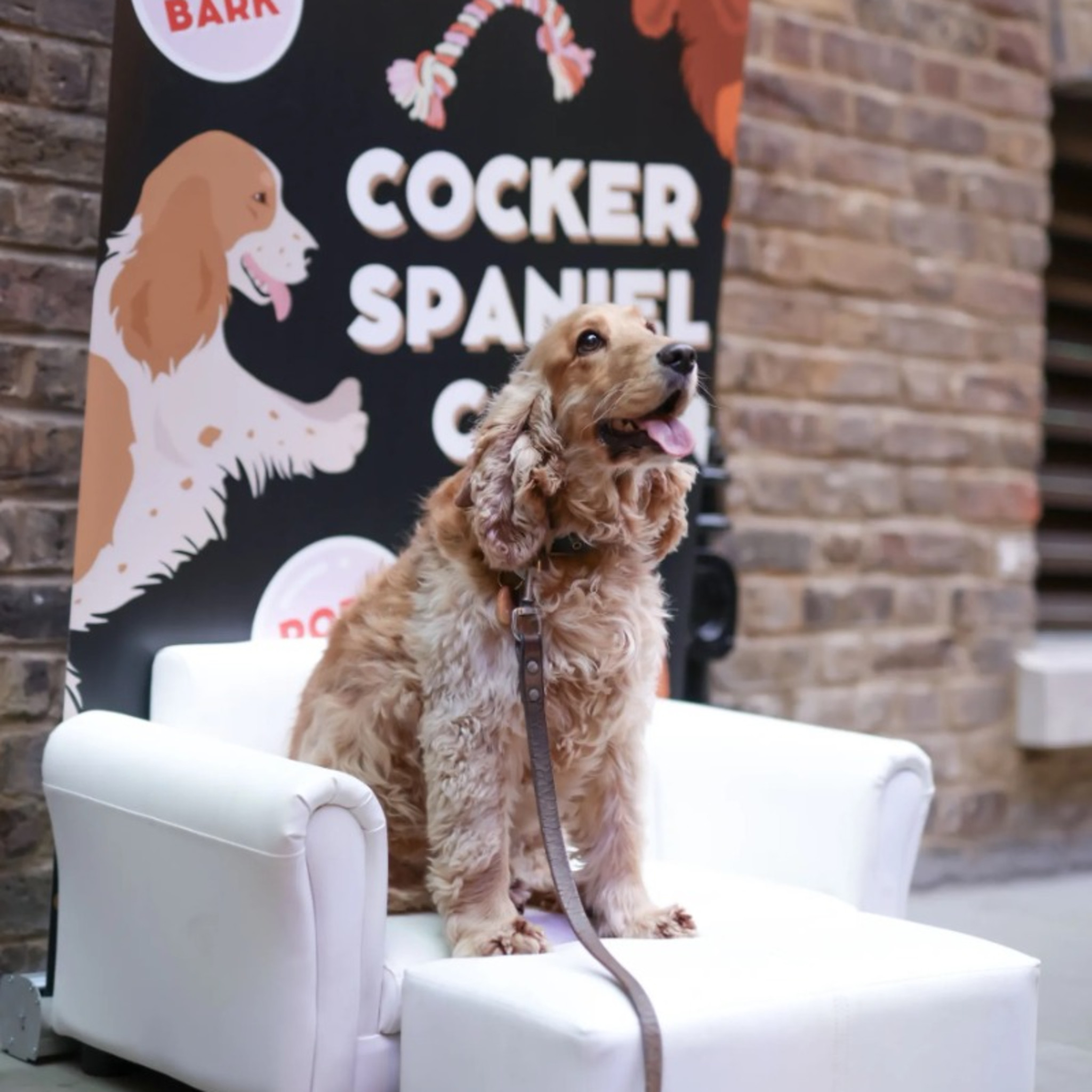 BUY TICKETS NOW – Cocker Spaniel Cafe - Nottingham – Revolution Cornerhouse