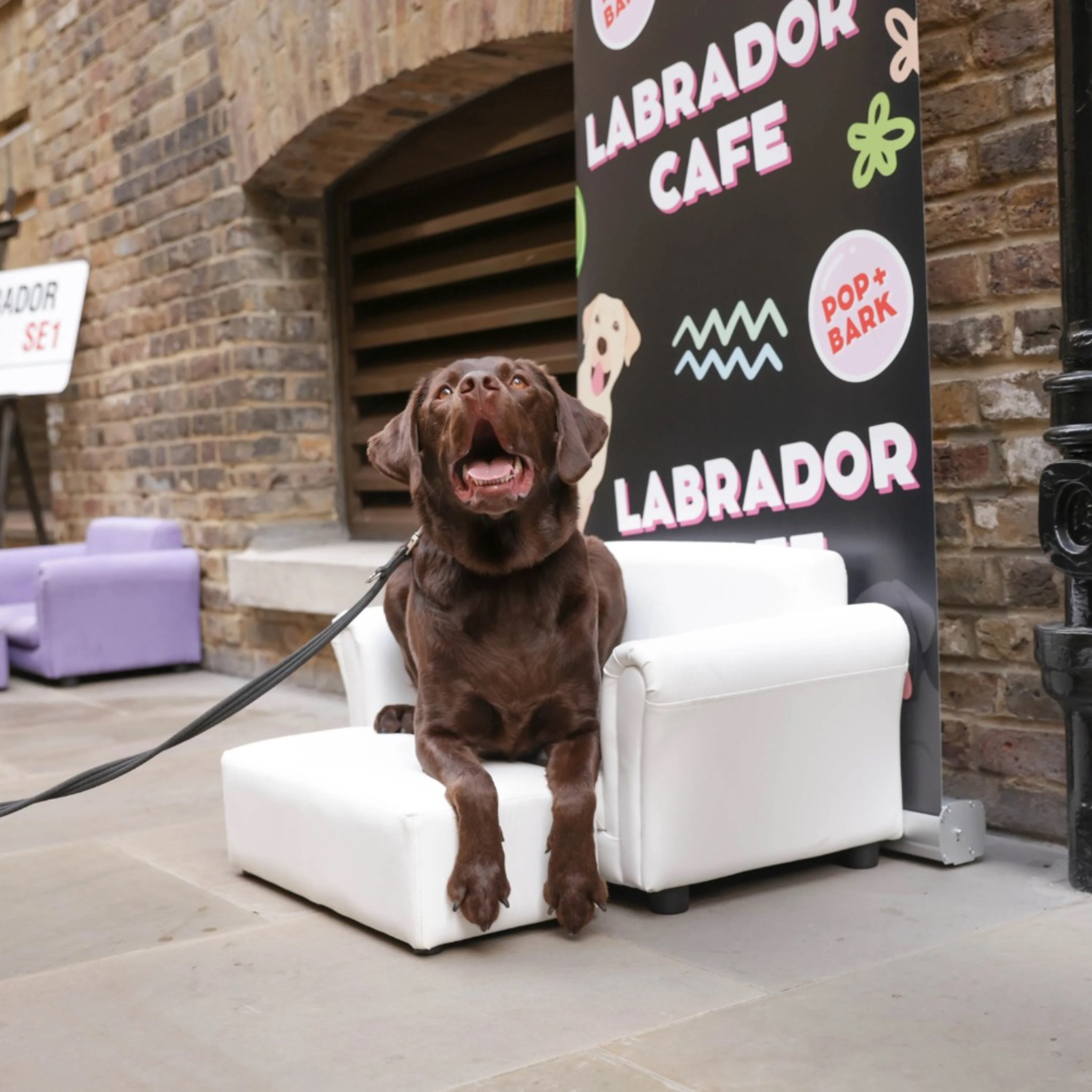 BUY TICKETS NOW – Labrador Cafe - Kent – The Manor House
