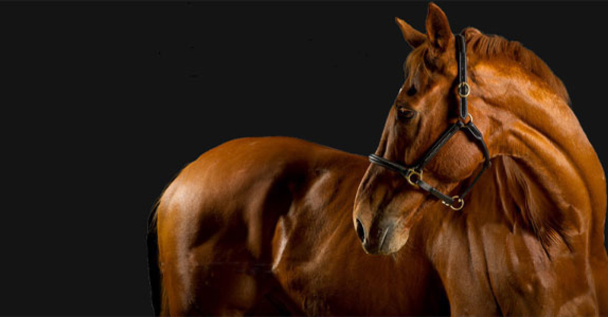 BUY TICKETS BHS Stage 4 5 Care Day Moorcroft Equine BUY TICKETS BHS Stage 4 5 Care Day Moorcroft Equine