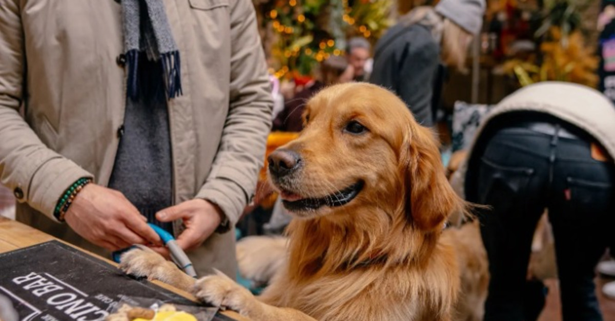 BUY TICKETS NOW – Golden Retriever Cafe - Southampton – Pitcher and ...