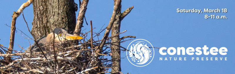 Sign up – Birding 101 - Herons! – Conestee Nature Preserve
