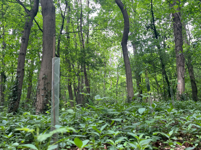 Reserve a tree – Doncaster Free Tree Giveaway – Sandall Beat ...