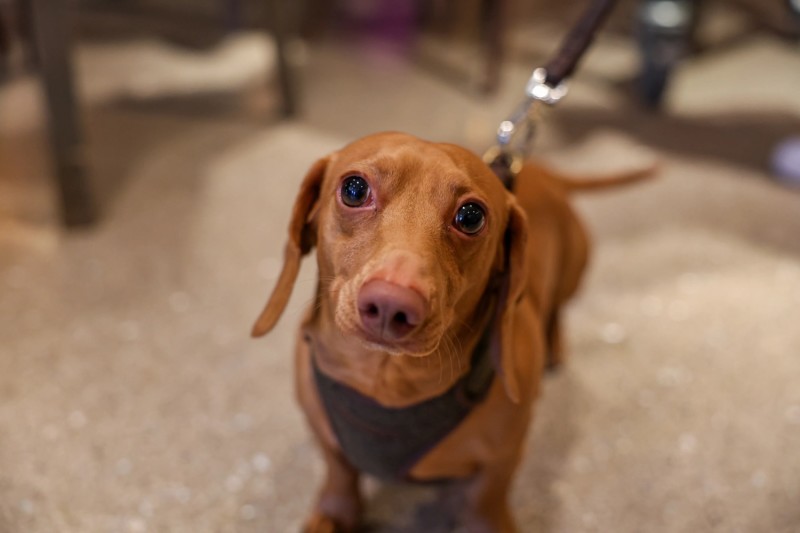 BUY TICKETS NOW – Dachshund Cafe - Liverpool – Sub Rosa