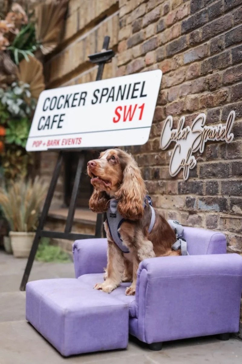BUY TICKETS NOW – Cocker Spaniel Cafe - Kent – The Manor House