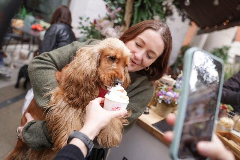 BUY TICKETS NOW – Cocker Spaniel Cafe at Down Hall Essex – Down Hall