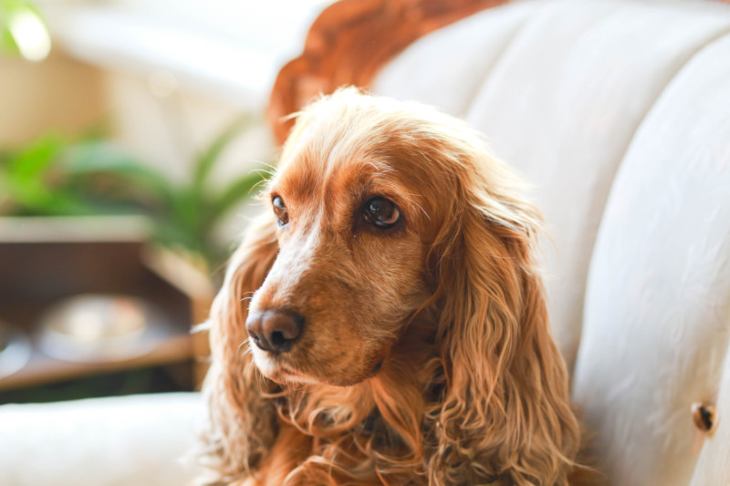 BUY TICKETS NOW – Cocker Spaniel Cafe - London – Devonshire Terrace