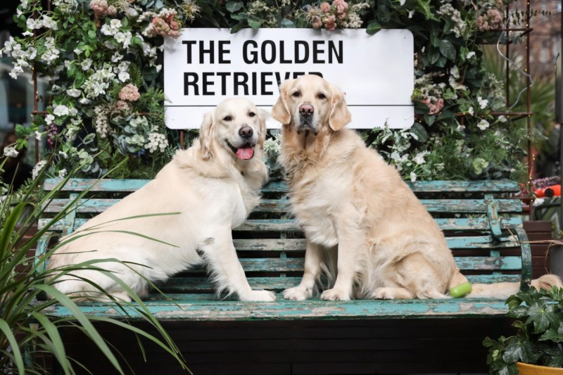 BUY TICKETS NOW – Golden Retriever Cafe - Sheffield – Revolution Sheffield