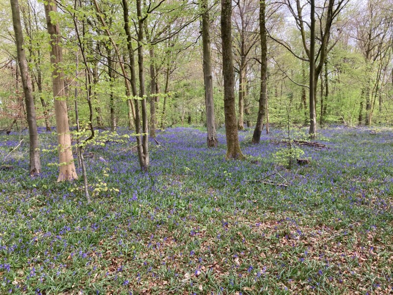 Book tickets – A visit to Cranham Woods – Cranham Lodge, Cranham