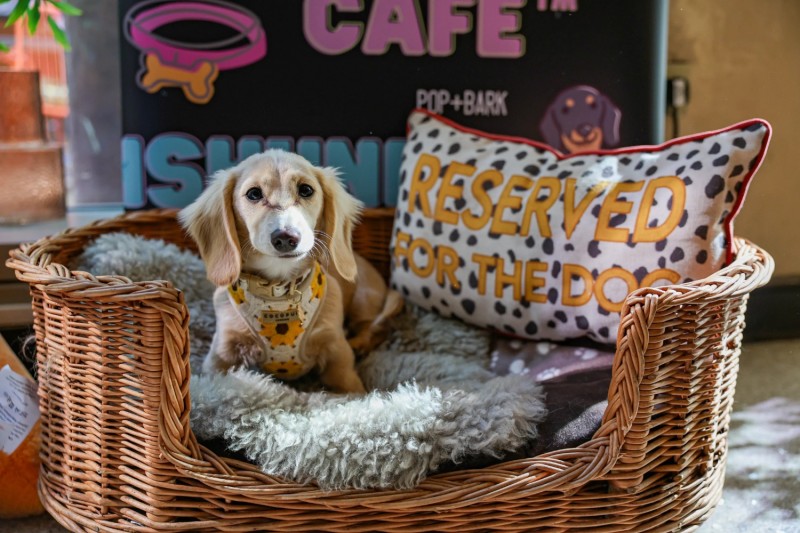 BUY TICKETS NOW – Dachshund Cafe - Taunton – The Library