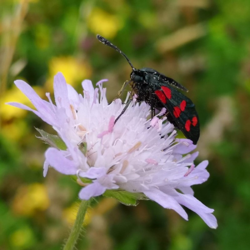 Buy tickets – Home Ed - Bees, Butterflies & Pollinators – Daws Hall ...