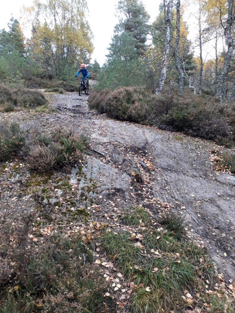 Book now – Big Day Out at Contin – Contin Wood