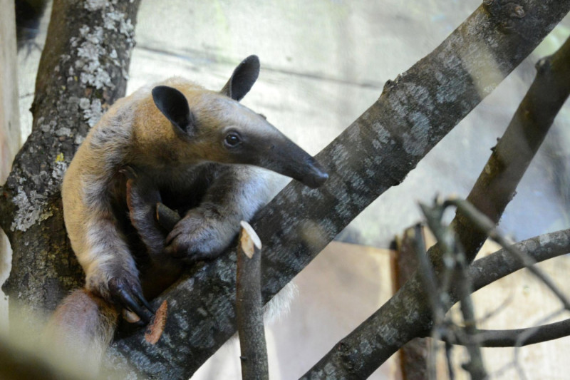 Buy tickets – 2025 RED DEER Wildlife Festival - Hang with an Anteater ...